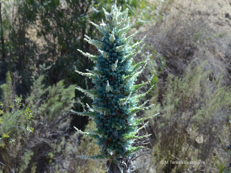 Conociendo a las puyas o chaguales de Chile, llamativas especies del ...