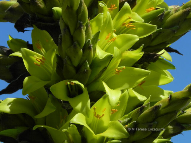 Conociendo a las puyas o chaguales de Chile, llamativas especies del ...
