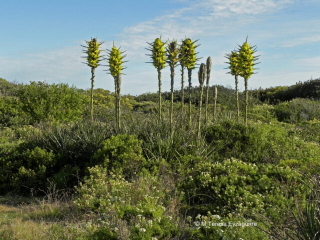 Conociendo a las puyas o chaguales de Chile, llamativas especies del ...