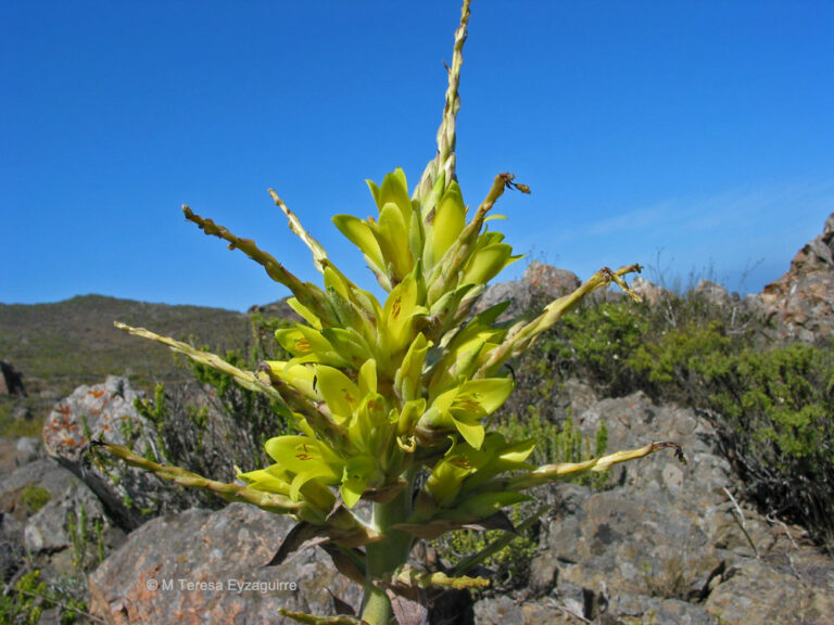 Conociendo a las puyas o chaguales de Chile, llamativas especies del ...