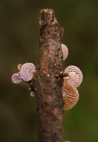 Festival Quinta Funga 2024: Este fin de semana celebra la diversidad de ...