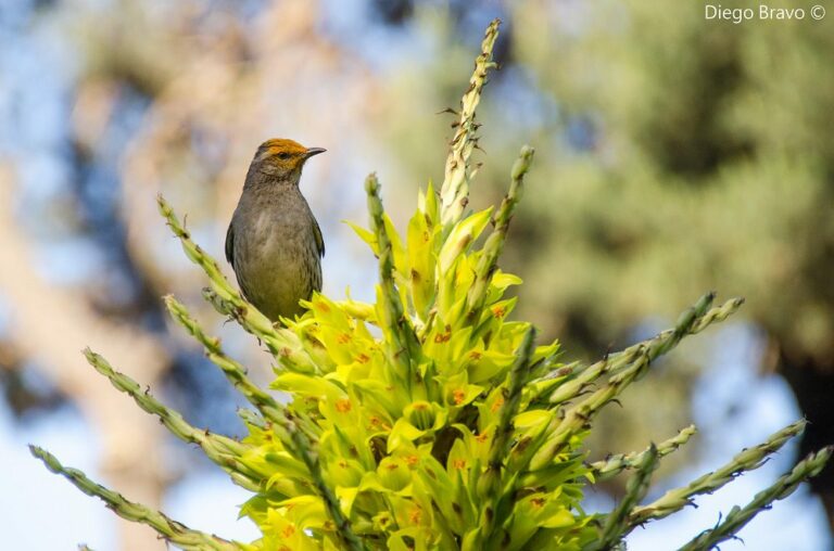 Conociendo a las puyas o chaguales de Chile, llamativas especies del ...
