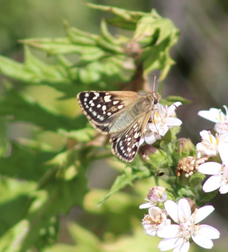 Las mariposas aparecieron mucho antes de la extinción de los ...