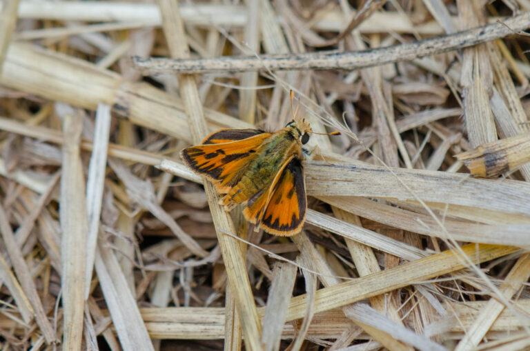 Las mariposas aparecieron mucho antes de la extinción de los ...