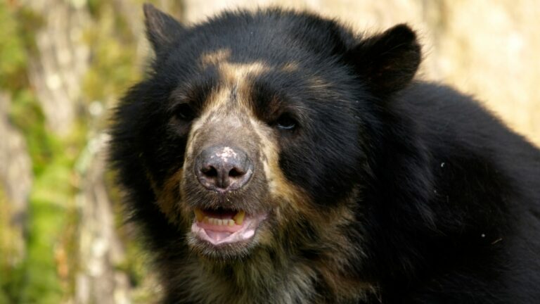 Oso andino, el único y místico oso que habita los bosques de América ...