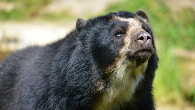 Oso andino, el único y místico oso que habita los bosques de América ...