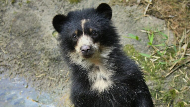Oso andino, el único y místico oso que habita los bosques de América ...
