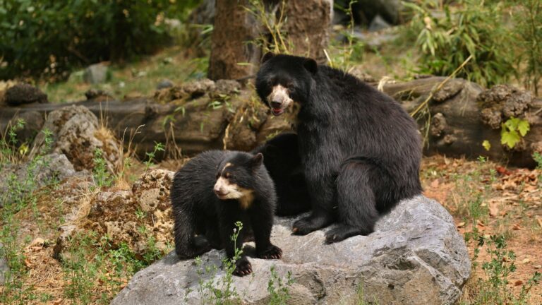 Oso andino, el único y místico oso que habita los bosques de América ...