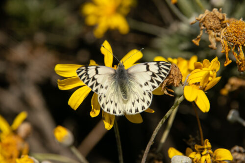 Las mariposas aparecieron mucho antes de la extinción de los ...