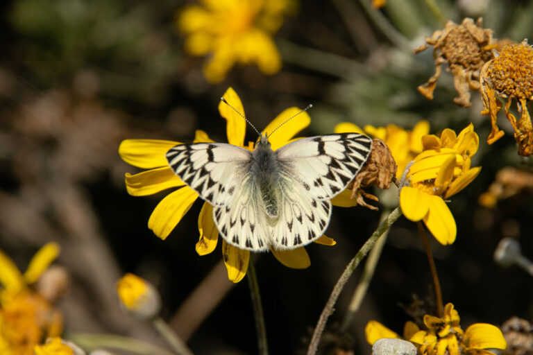 Las mariposas aparecieron mucho antes de la extinción de los ...