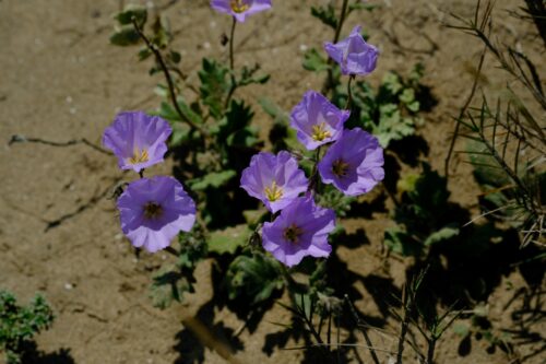 ¡Excelentes noticias! Tras 15 años de expediciones botánicas, se logra ...