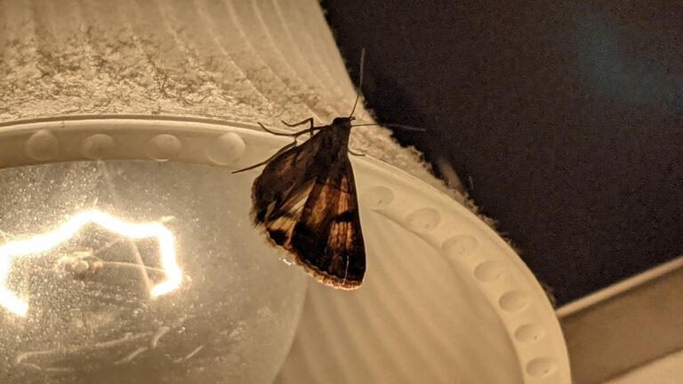 Insectos y la luz: Descubriendo los fundamentos detrás de esta ...