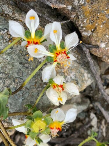 La riqueza natural de Paposo y la discusión por la Central de Bombeo de ...