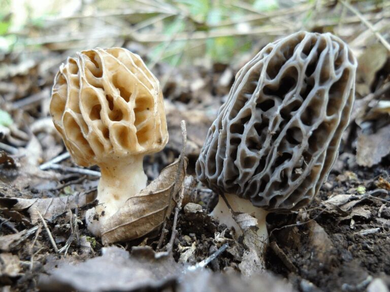 ¡Estamos en plena época de morchellas! Hongos que destacan en el mundo ...