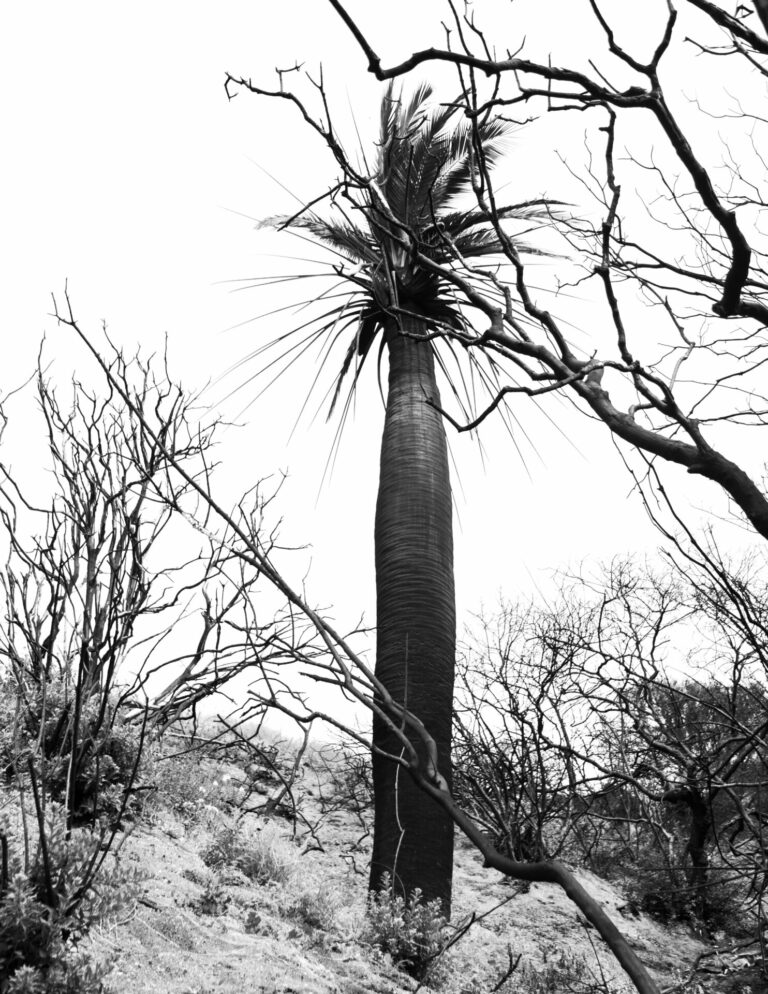 Palma chilena al borde la extinción local: investigadores proponen seis ...