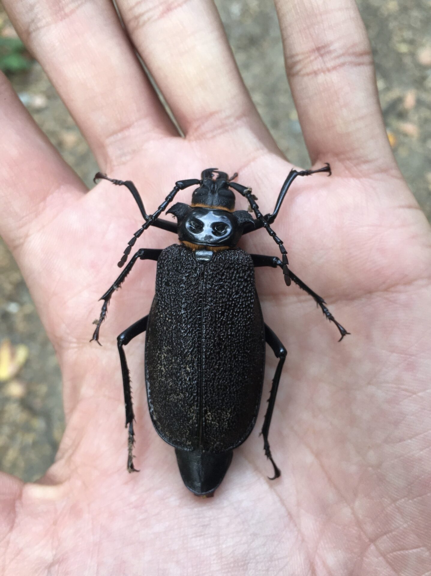 ¿Cuáles agregarías? Seis insectos que podemos ver en los cerros de la ...