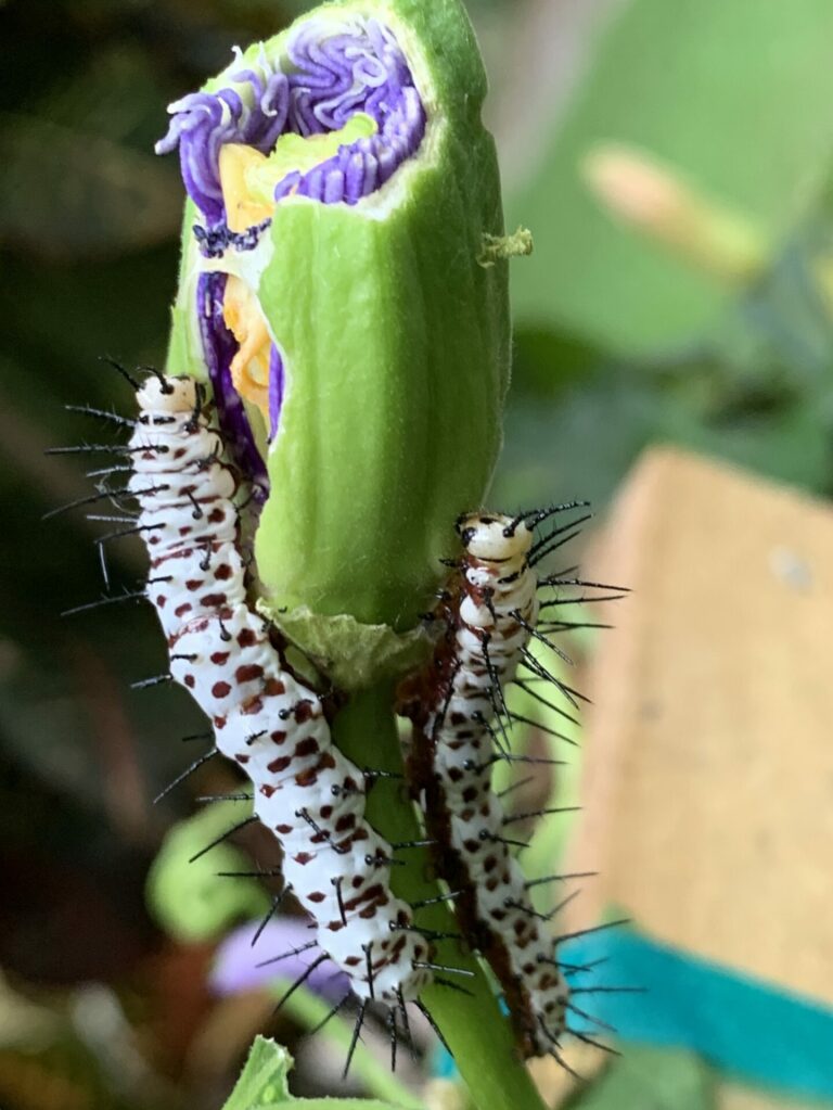 Flores de la pasión o pasifloras, las fascinantes plantas trepadoras ...