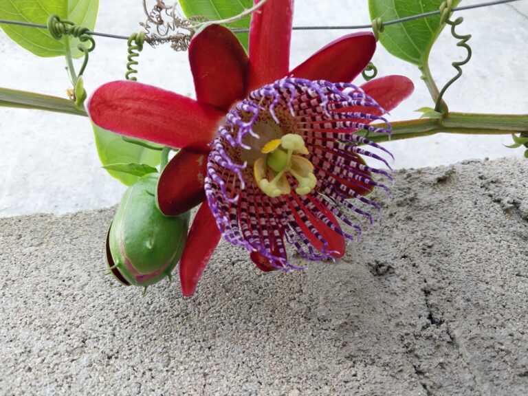 Flores de la pasión o pasifloras, las fascinantes plantas trepadoras ...