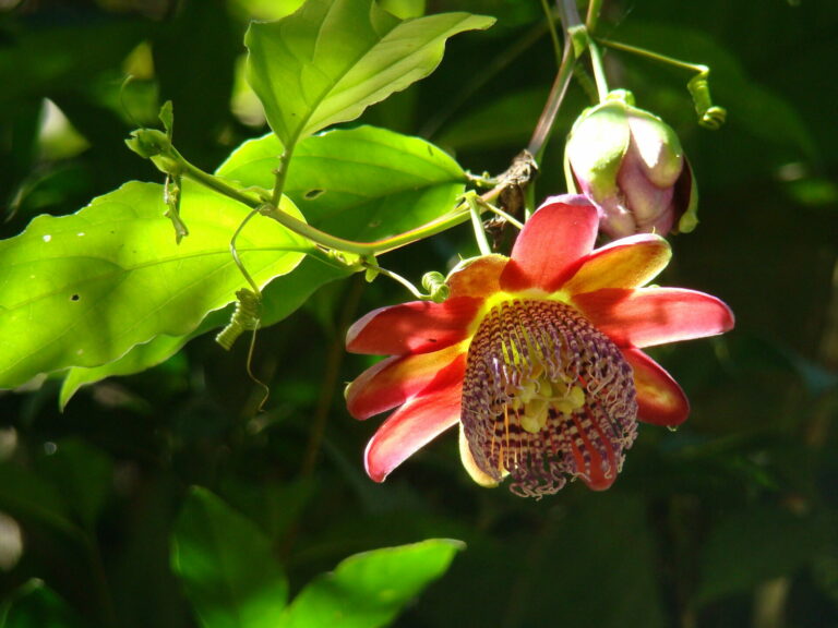 Flores de la pasión o pasifloras, las fascinantes plantas trepadoras ...