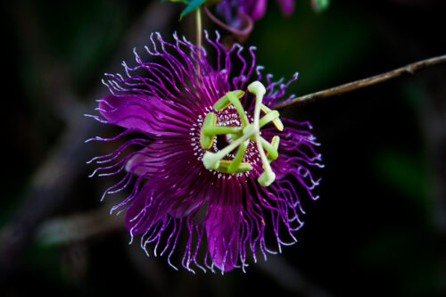Flores de la pasión o pasifloras, las fascinantes plantas trepadoras ...