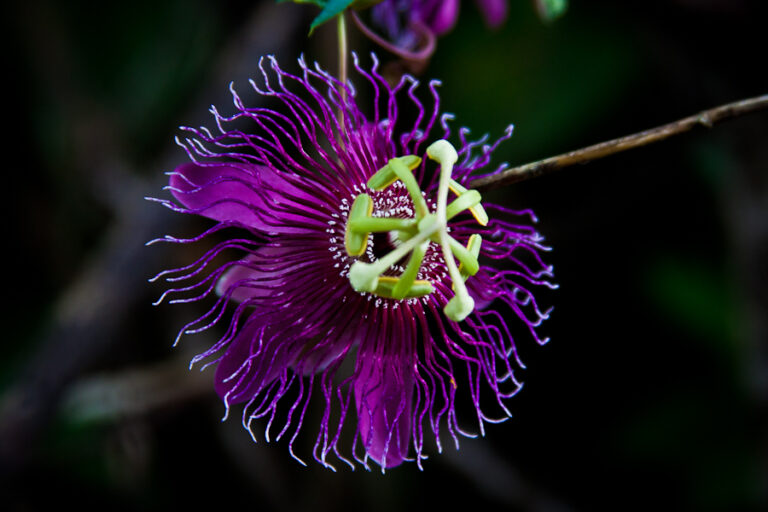 Flores de la pasión o pasifloras, las fascinantes plantas trepadoras ...