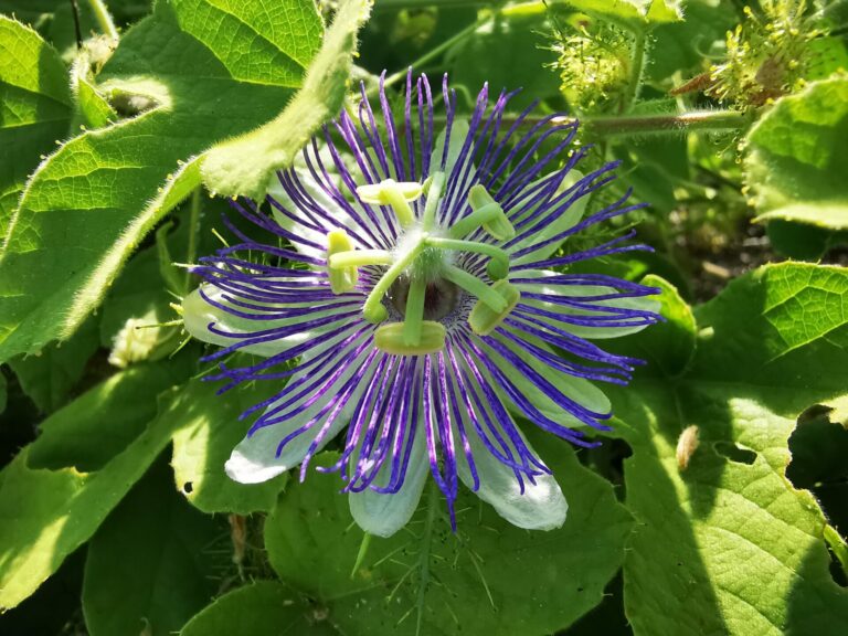 Flores de la pasión o pasifloras, las fascinantes plantas trepadoras ...