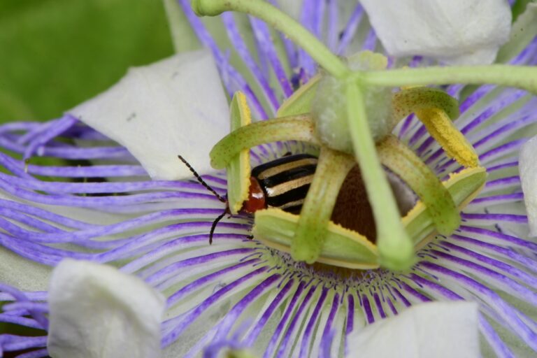 Flores de la pasión o pasifloras, las fascinantes plantas trepadoras ...