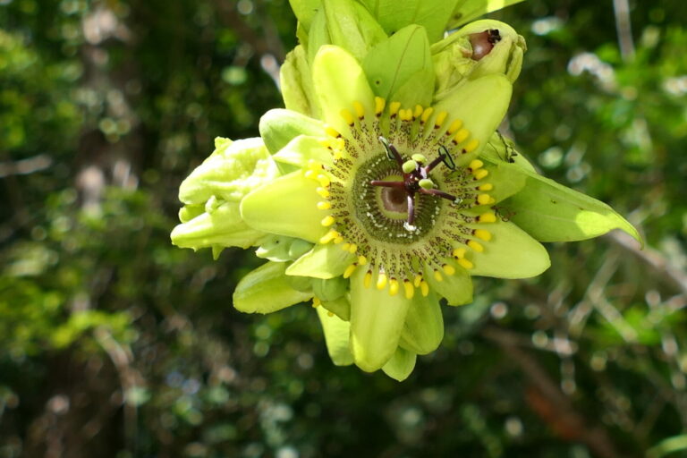 Flores de la pasión o pasifloras, las fascinantes plantas trepadoras ...