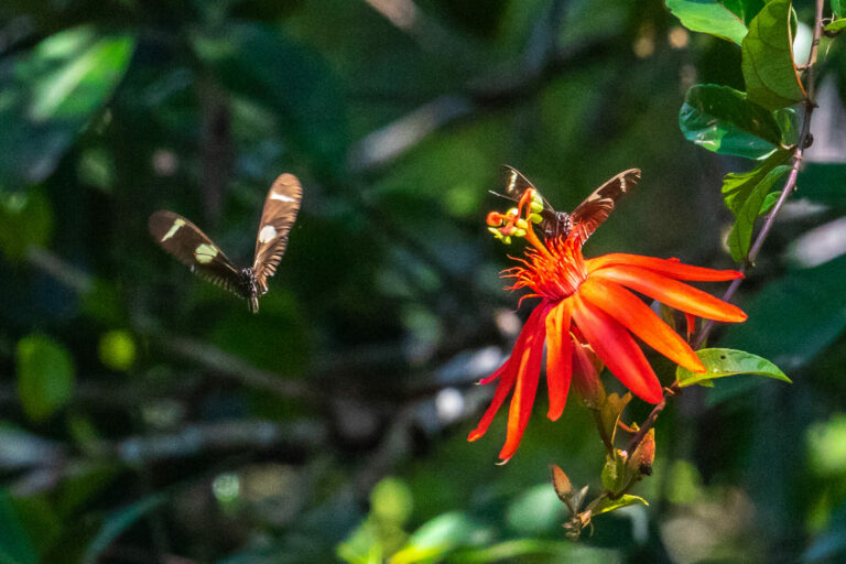 Flores de la pasión o pasifloras, las fascinantes plantas trepadoras ...