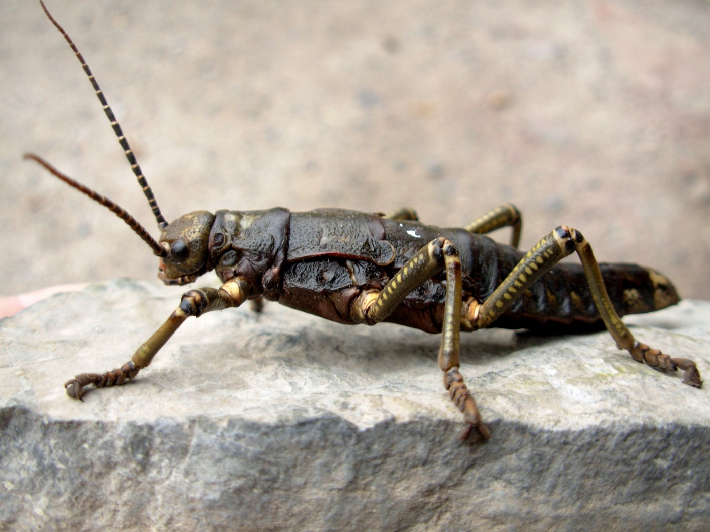 Maestros del camuflaje: Un viaje al mundo de los palotes en Chile ...