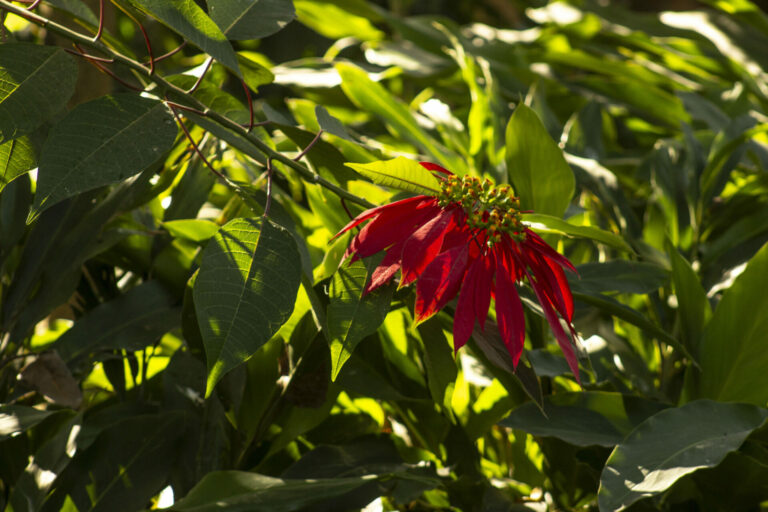 Flor de Pascua o corona del inca, la planta mexicana que se convirtió ...