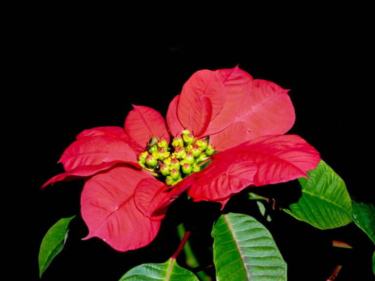 Flor de Pascua o corona del inca, la planta mexicana que se convirtió ...