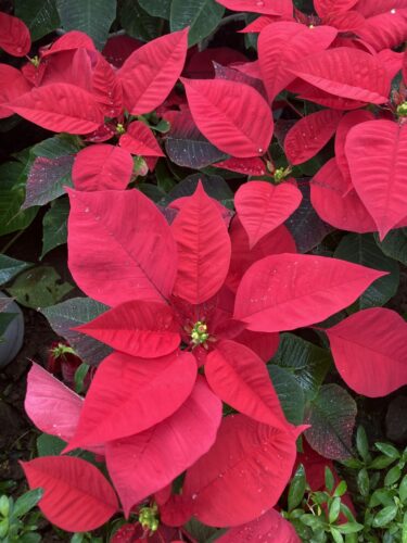 Flor de Pascua o corona del inca, la planta mexicana que se convirtió ...