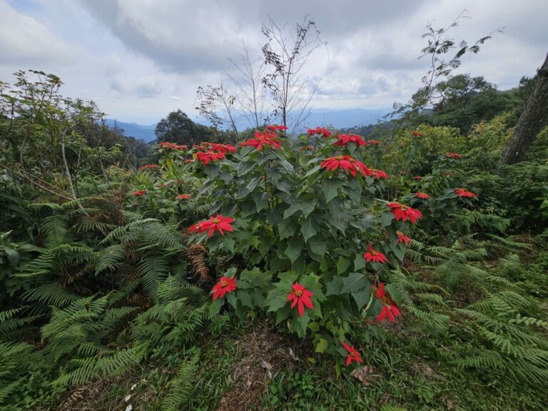 Flor de Pascua o corona del inca, la planta mexicana que se convirtió ...