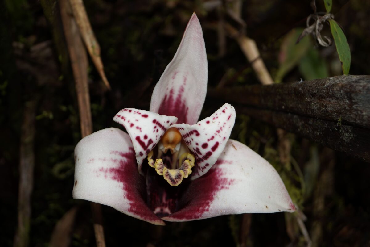 Un acercamiento al área protegida con la mayor cantidad de orquídeas en ...