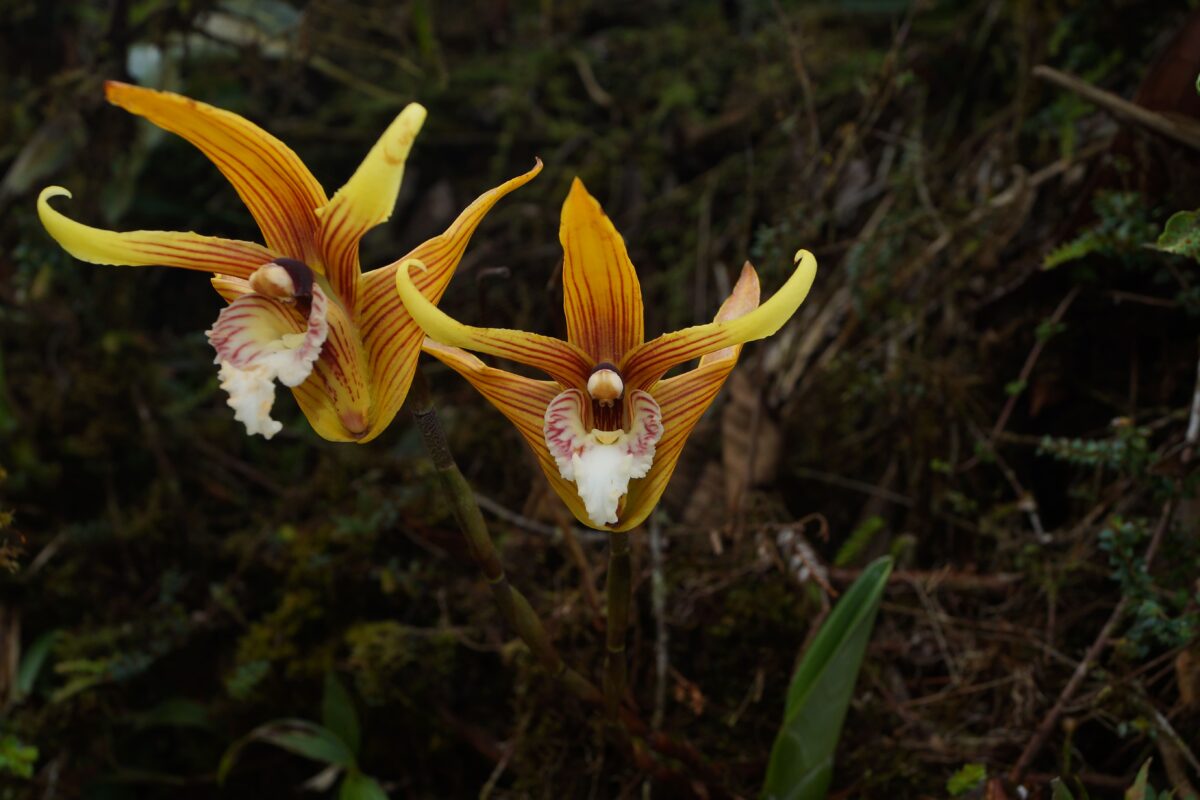 Un acercamiento al área protegida con la mayor cantidad de orquídeas en ...