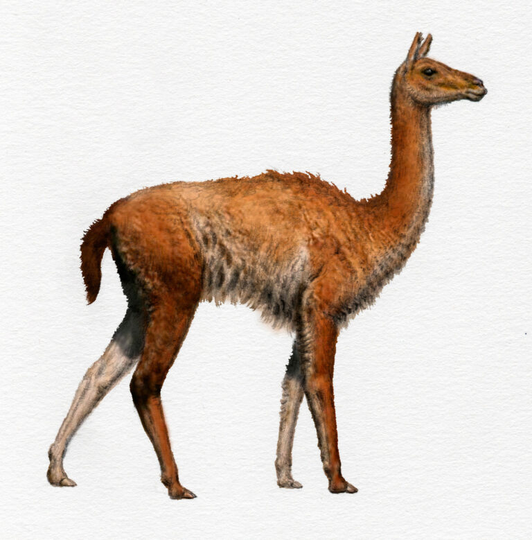 Mastodontes, perezosos gigantes, osos, jaguares y dientes de sable: Una ...