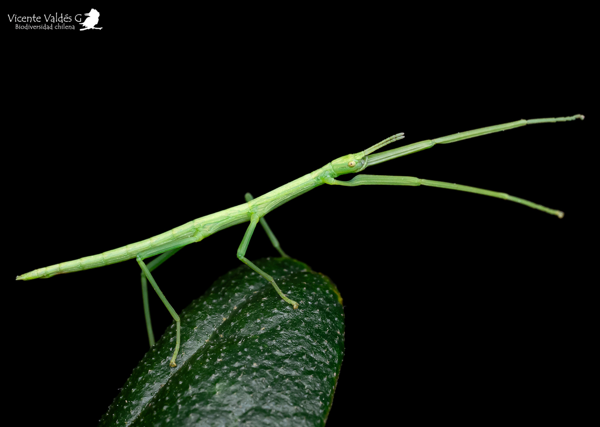 Maestros del camuflaje: Un viaje al mundo de los palotes en Chile ...