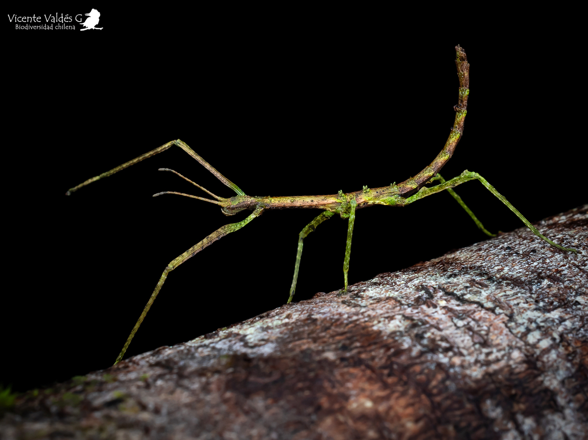 Maestros del camuflaje: Un viaje al mundo de los palotes en Chile ...