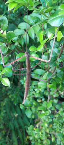 Maestros del camuflaje: Un viaje al mundo de los palotes en Chile ...