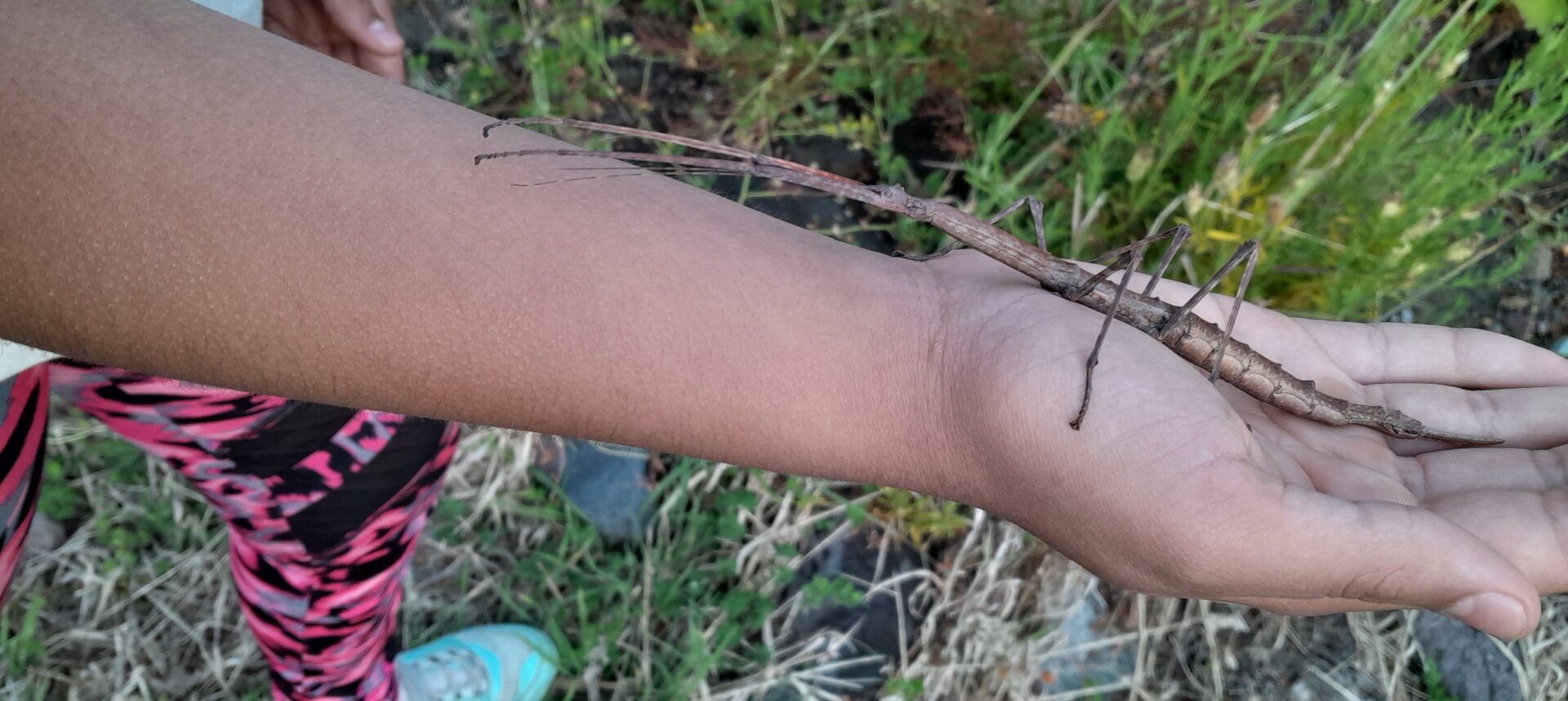 Maestros del camuflaje: Un viaje al mundo de los palotes en Chile ...