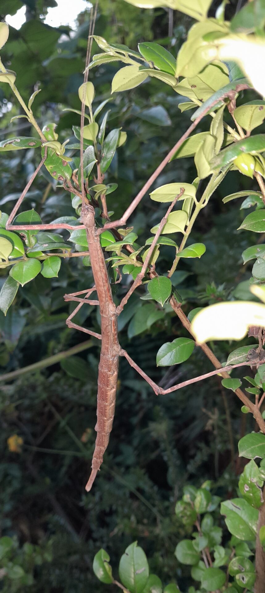 Maestros del camuflaje: Un viaje al mundo de los palotes en Chile ...