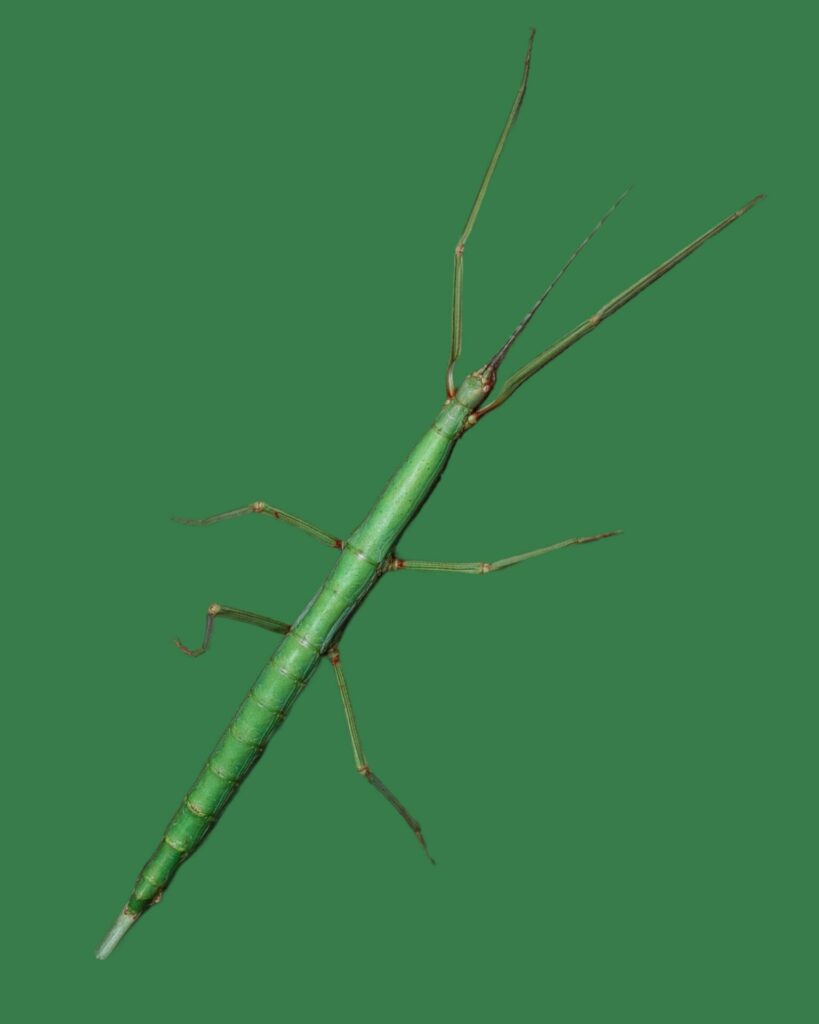 Maestros del camuflaje: Un viaje al mundo de los palotes en Chile ...