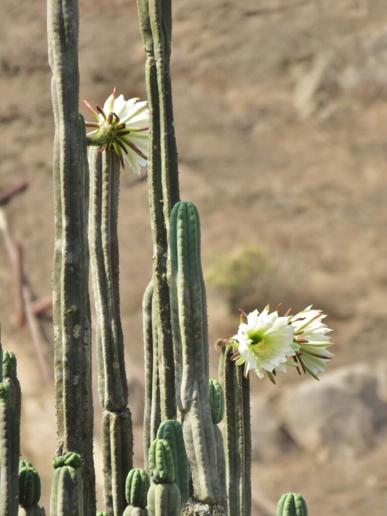 Explorando el mundo del cactus San Pedro: una “planta visionaria” de ...