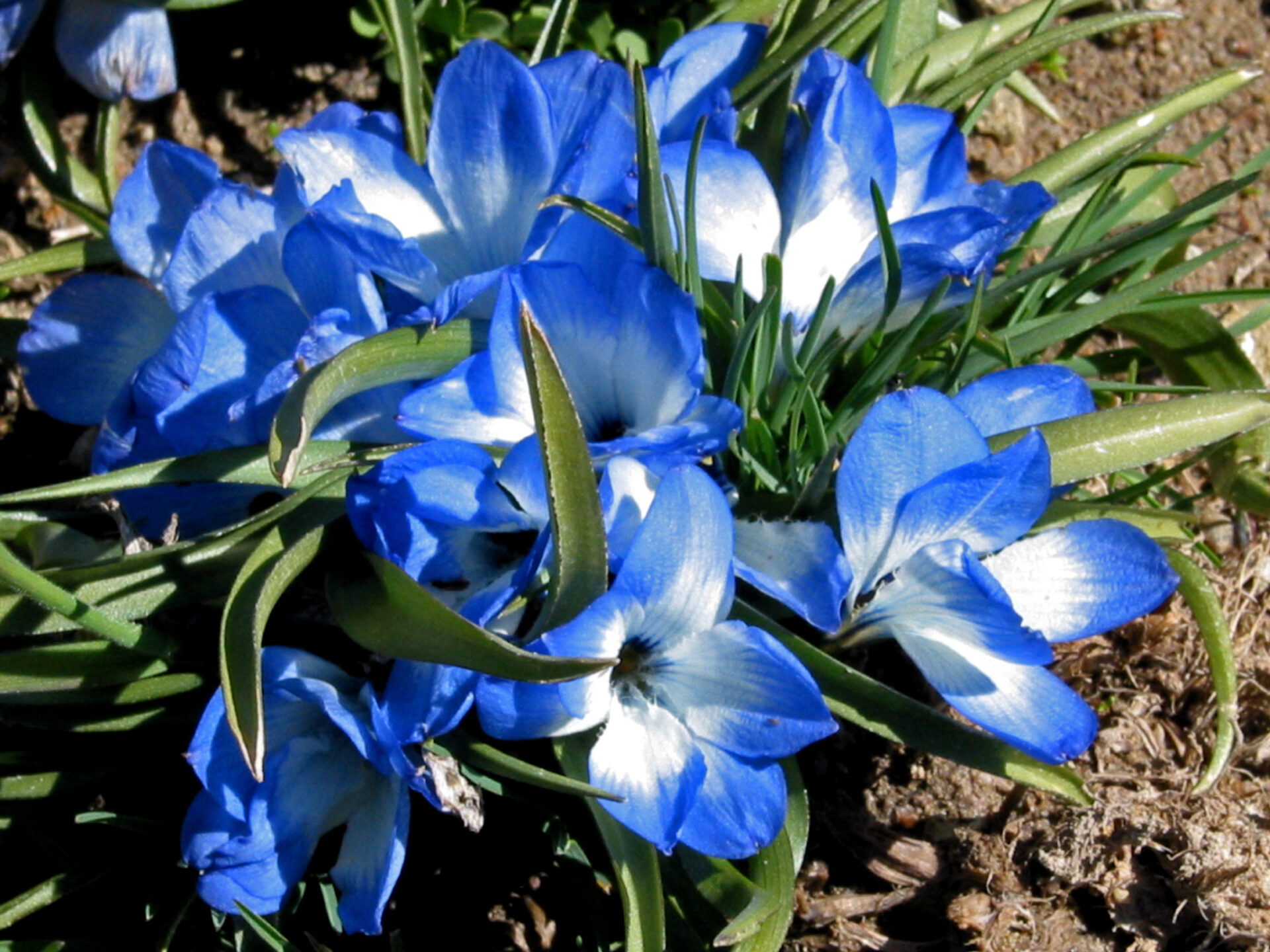 Los colores de las flores de Chile: conoce las guías desplegables que ...