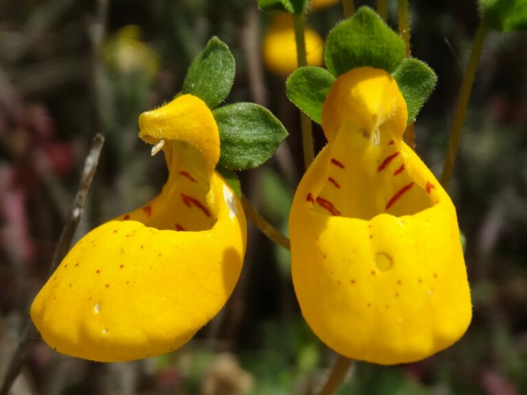 Los colores de las flores de Chile: conoce las guías desplegables que ...