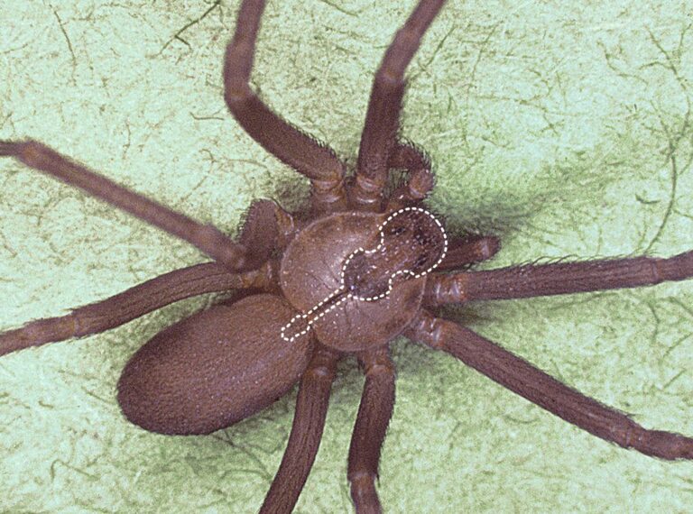 Arañas de rincón: cómo identificarlas y qué hacer en caso de mordedura ...