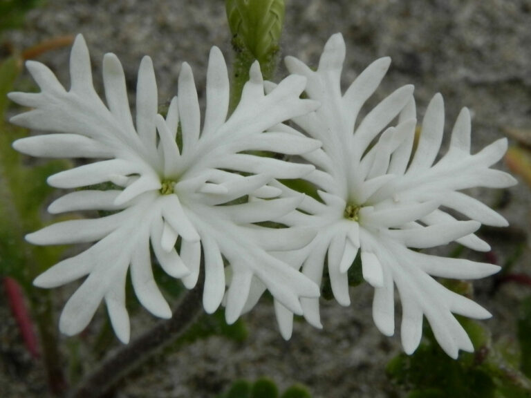 Los colores de las flores de Chile: conoce las guías desplegables que ...
