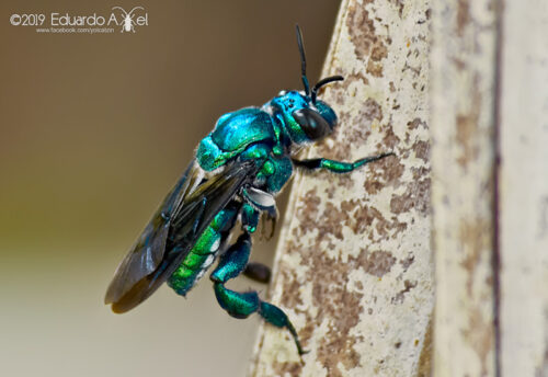 Abejas de las orquídeas: Conociendo a las vistosas integrantes de la ...