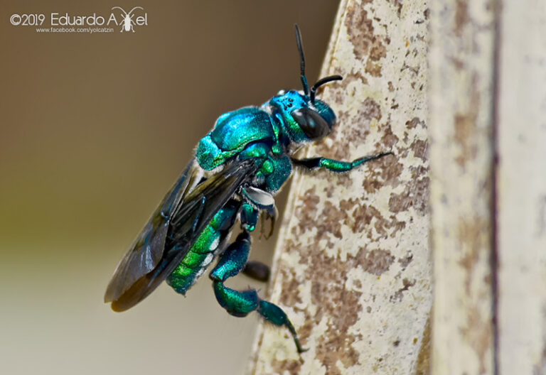 Abejas de las orquídeas: Conociendo a las vistosas integrantes de la ...